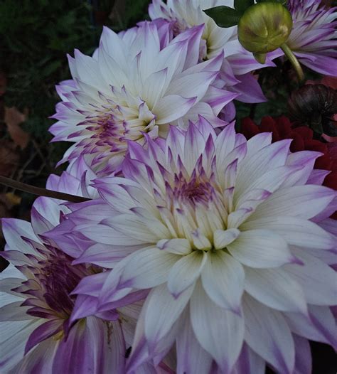 Dahlia Ferncliff Illusion Stoney Hill Farm