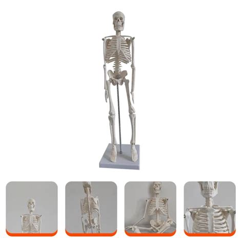 Anatomical Skeleton Menschliches Skelettmodell Anatomie Modelle Eur 39