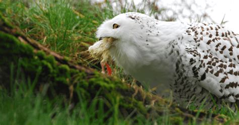Cool Snowy Owl Facts Insights Into Their Diet And Habitat