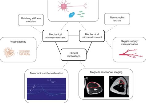 Strategies To Improve Peripheral Nerve Repair Effective New Therapies