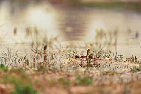 Premium Photo Surface Level Of Grass In Puddle