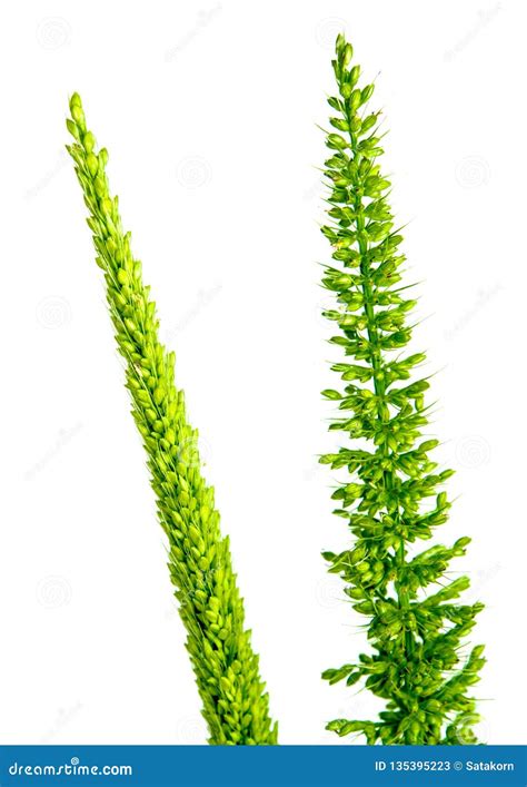 Close Up The Freshness Jungle Rice Weed On White Backgroud Stock Image