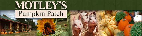 Motleys Pumpkin Patch And Christmas Trees Little Rock Arkansas Central Arkansas Favorite