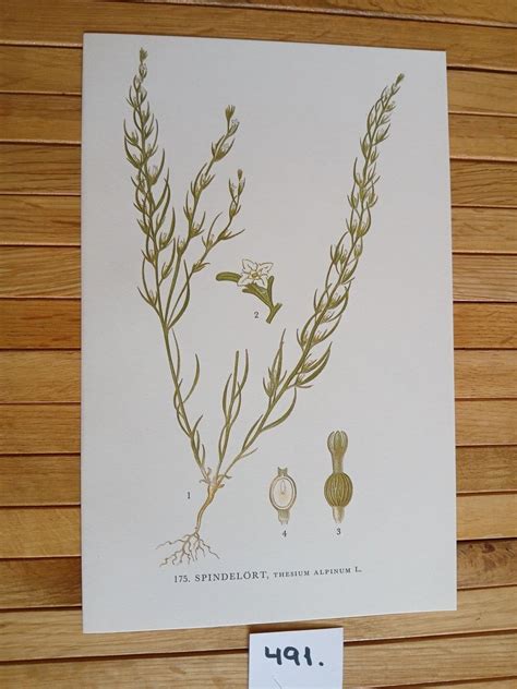 Se Produkter Som Liknar Äldre Blad Botanisk Plansch S På Tradera 683517998