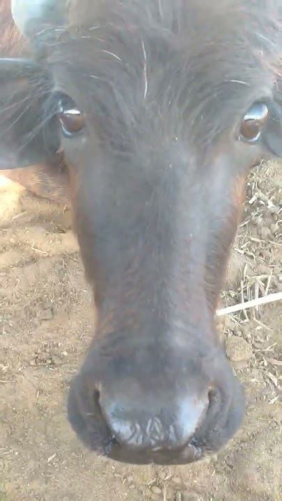 Bafelo Soot Vidiyo Youtube