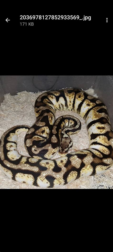 Help Identify Volta Ball Pythons Morphmarket Reptile Community