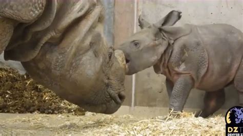 Bebé Rinoceronte Busca Jugar Con Su Madre Sin Mucho éxito