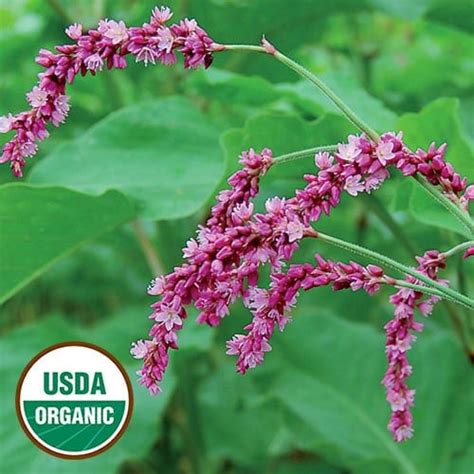 Kiss Me Over The Garden Gate Flower Seeds Planet Natural