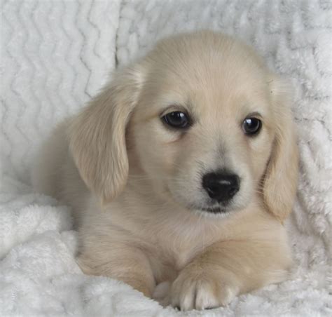 Cream Dachshund Puppies
