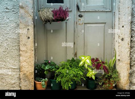 Stoop With Plenty Colorful Potted Plants As A Decoration For Front Door Apartment Building Stock
