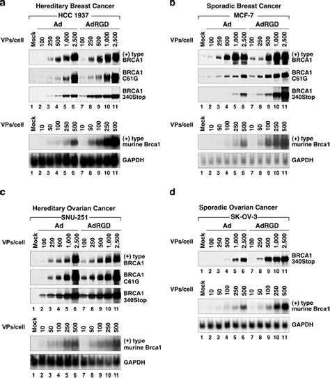 Ad Vector Efficacy Evaluation Using Brca1 Mutant Brca1 Or Murine Download Scientific Diagram