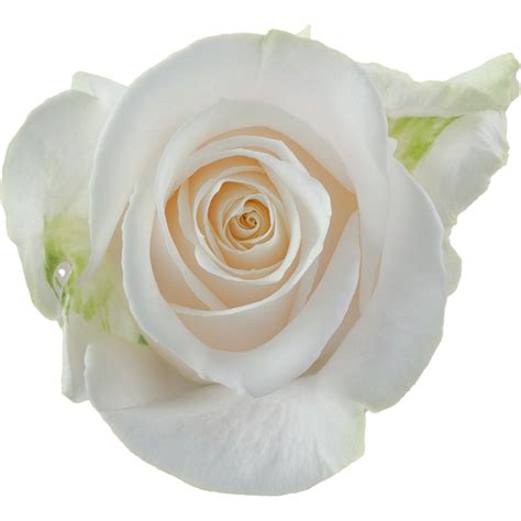 Rose Vendella 60cm Rprima