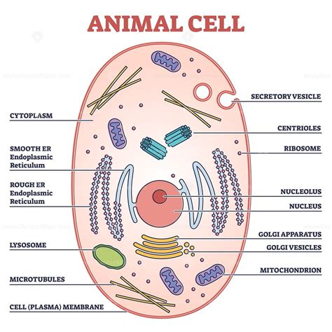 Animal Cell Labeled Biology