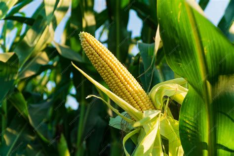Mazorca De Maíz Amarillo Maíz En El Tallo En El Campo Campo De Maíz En