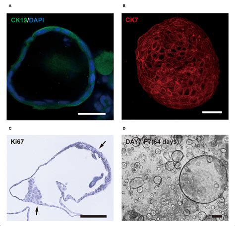 Characteristics Of Cholangiocytes Organoids Cho Orgs A Download Scientific Diagram