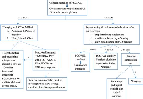 Flowchart For Diagnostic Algorithm For Pheochromocytomas Pccs And