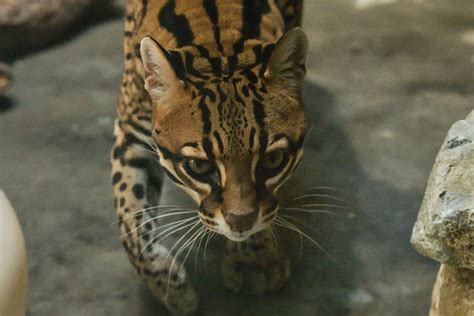 Leopards Vs Ocelots Whats The Difference This Vs That