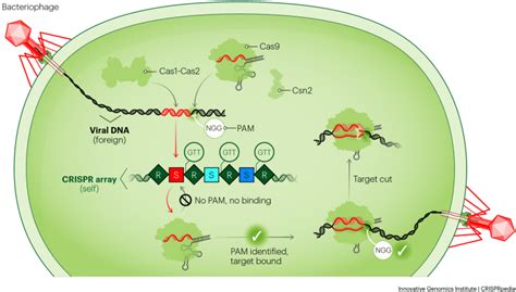 Crispr In Nature Innovative Genomics Institute Igi