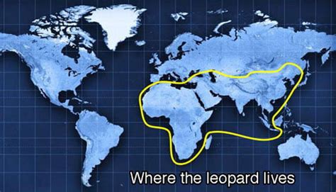 Where Do Leopards Live Michael Broad