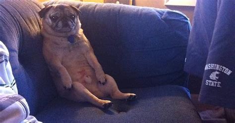 This Pug Is Ready For Some Football All He Needs Is A Brew Imgur
