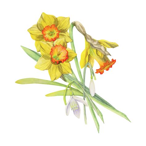 White Daffodils Wallpaper