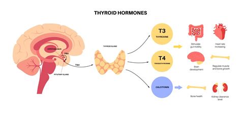 Thyroid Hormone System Diagram Royalty Free Vector Image