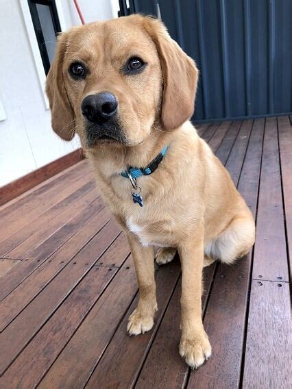 Cavador