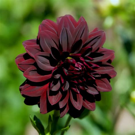 Buy Dahlia Arabian Night Online At Gardencentre Koeman