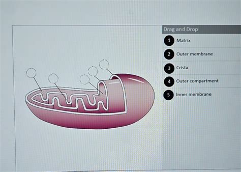 Outer Compartment Inner Membrane