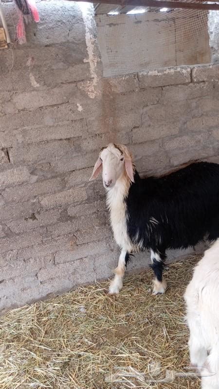 طلي نجدي فحل عمره 8 الي 9 شهور العقيق وراخ موقع حراج