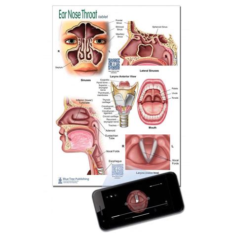 Ear Nose Throat Anatomical Chart Ent Pads 50 Sheets Per Pad 8 14 W