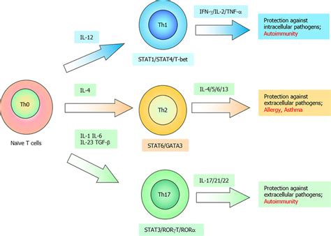 Schematic Representation Of Naïve T Cell Differentiation Into T Helper