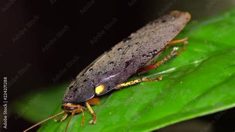 Vídeo Do Stock Cockroach Mimicking A Firefly The Yellow Spots Either