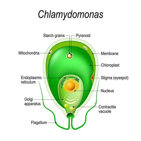 Unicellular Green Algae Diagram Coccoid Green Alga Unicellular Green