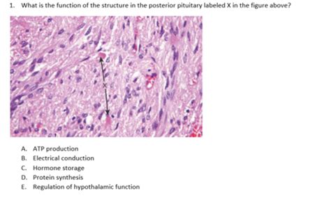 Mock Histo Exam Flashcards Quizlet