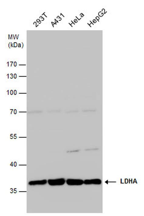 Ldha Polyclonal Antibody Invitrogen Pa5 27406