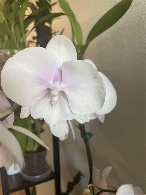 Got A New Phal The Leaves Are Similar To The Generic Phal But The Shape Of The Flower Is Very