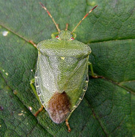Is A Shield Bug A Beetle At James Saavedra Blog