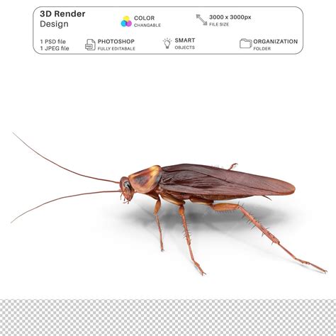 Premium Psd Cockroach 3d Modeling Psd File Realistic Cockroach