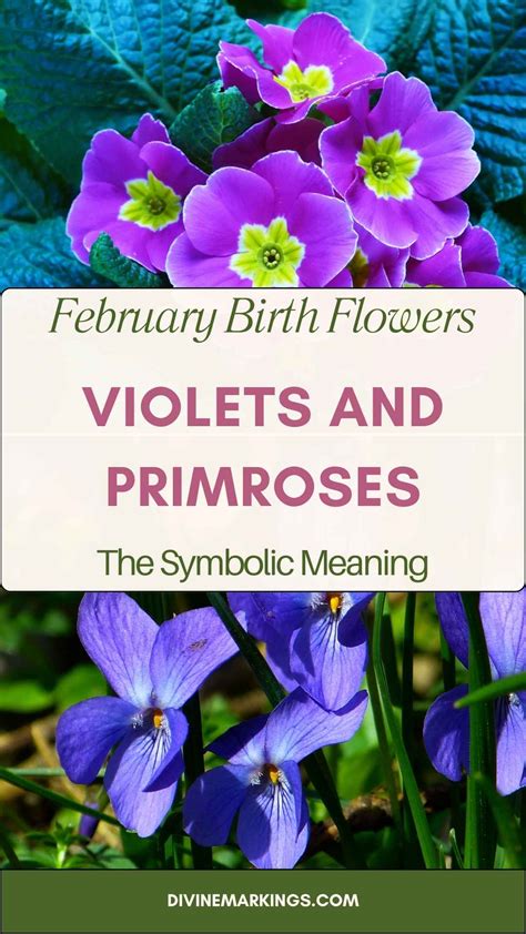February Birth Flowers Violets And Primroses Divine Markings
