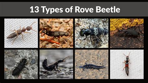 13 Types Of Rove Beetle Identification Habitat Behaviour Diet And