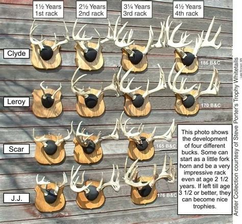 Growth Chart Whitetail Hunting Deer Hunting Tips Hunting Blinds