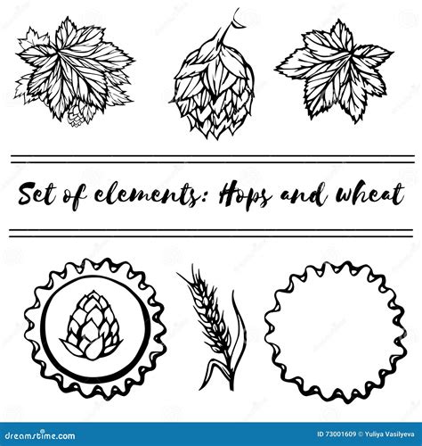 Set Of Elements Hops And Wheat Stock Vector Illustration Of Botany