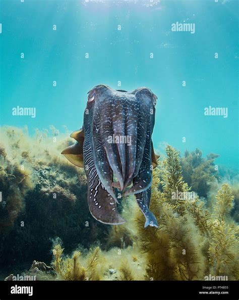 Australian Giant Cuttlefish During The Annual Mating And Migration