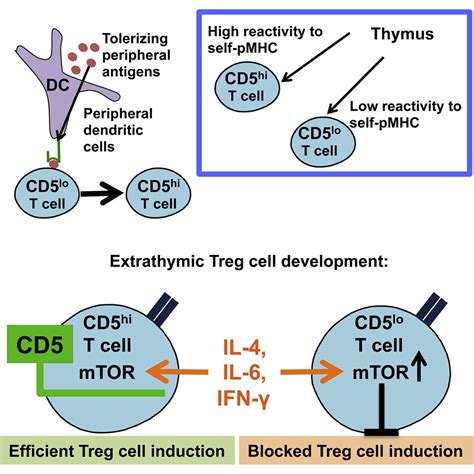 Cd5 Instructs Extrathymic Regulatory T Cell Development In Response To Self And Tolerizing
