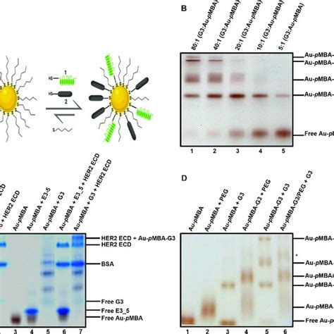 Wet Synthesis Of Monodisperse Thiolated Gold Nanoparticles A General
