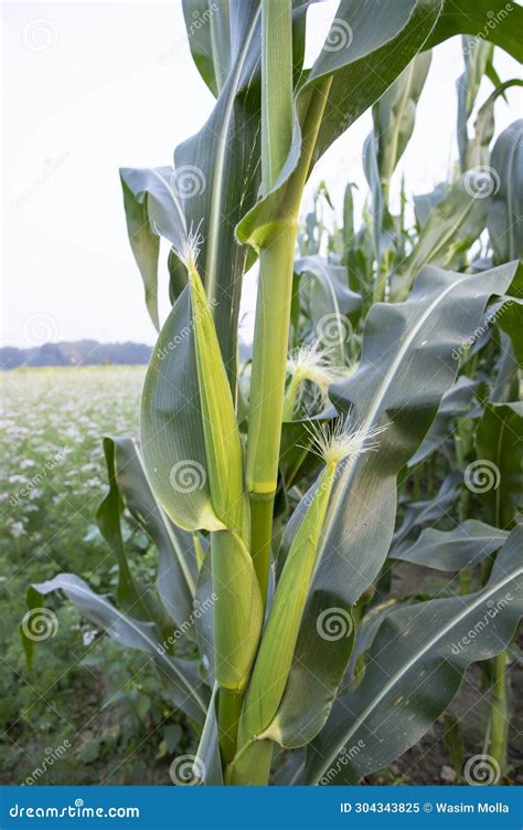 Agricultural Field Of Corn With Young Maize Cobs Growing On The Farm Stock Image Image Of Crop