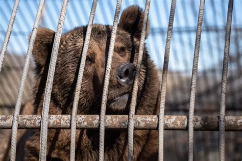 Un Bear Able Two Caged Bears Living On Scraps From Restaurant Diners
