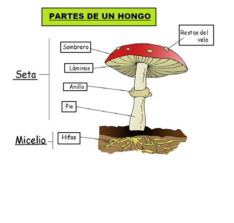 Reino De Los Hongos