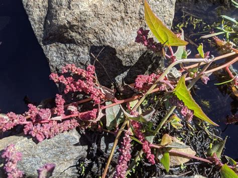 Atriplex L Plants Of The World Online Kew Science